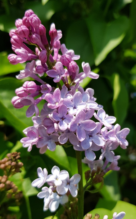 Sering - Wildpluk wiki