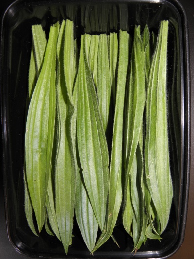 Weegbree - Wildpluk wiki