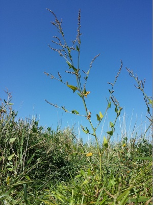 Melde - Wildpluk wiki