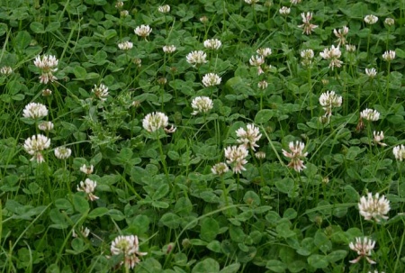 Klaver - Wildpluk wiki