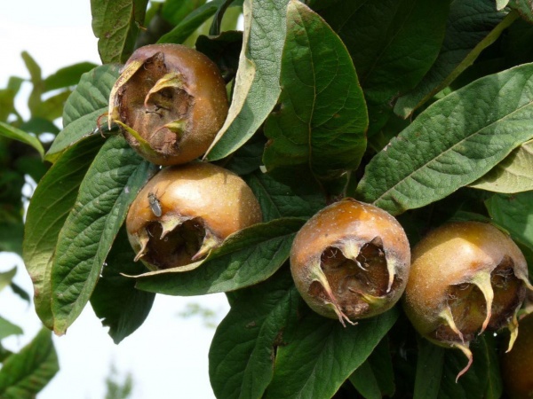 Mispel - Wildpluk wiki