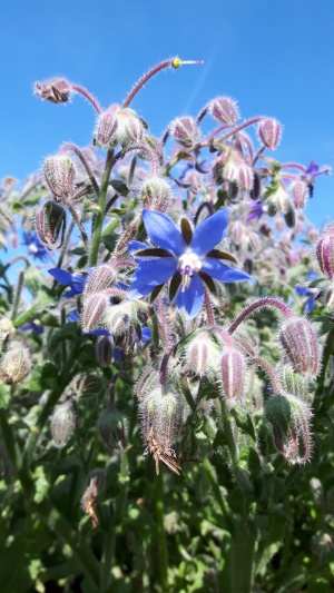 Bernagie - Wildpluk wiki