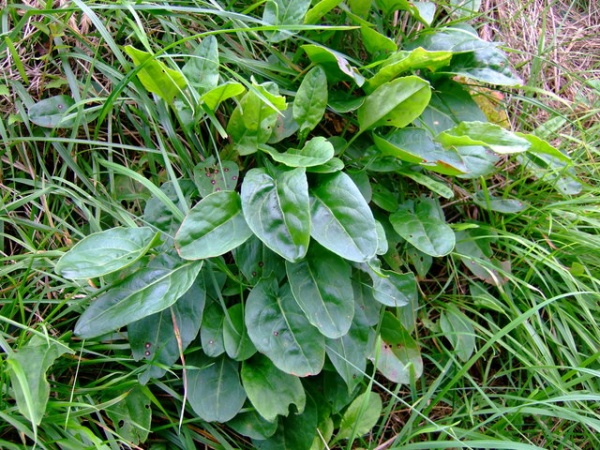 Zuring - Wildpluk wiki