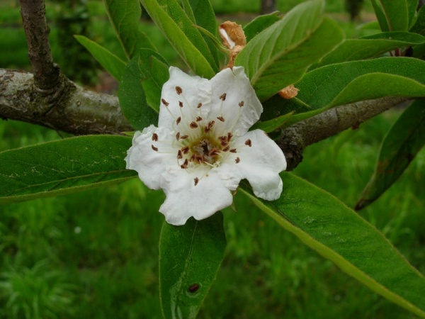 Mispel - Wildpluk wiki