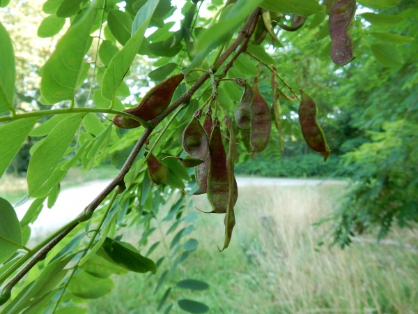 Robinia - Wildpluk wiki