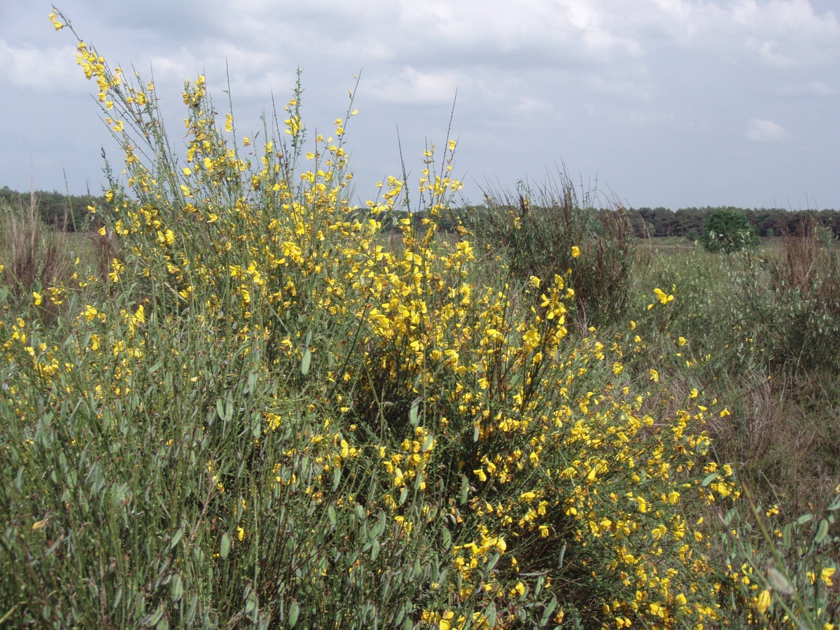 Brem - Wildpluk wiki