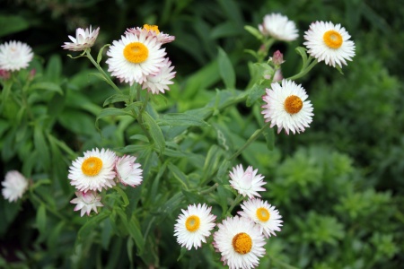 Margriet - Wildpluk wiki